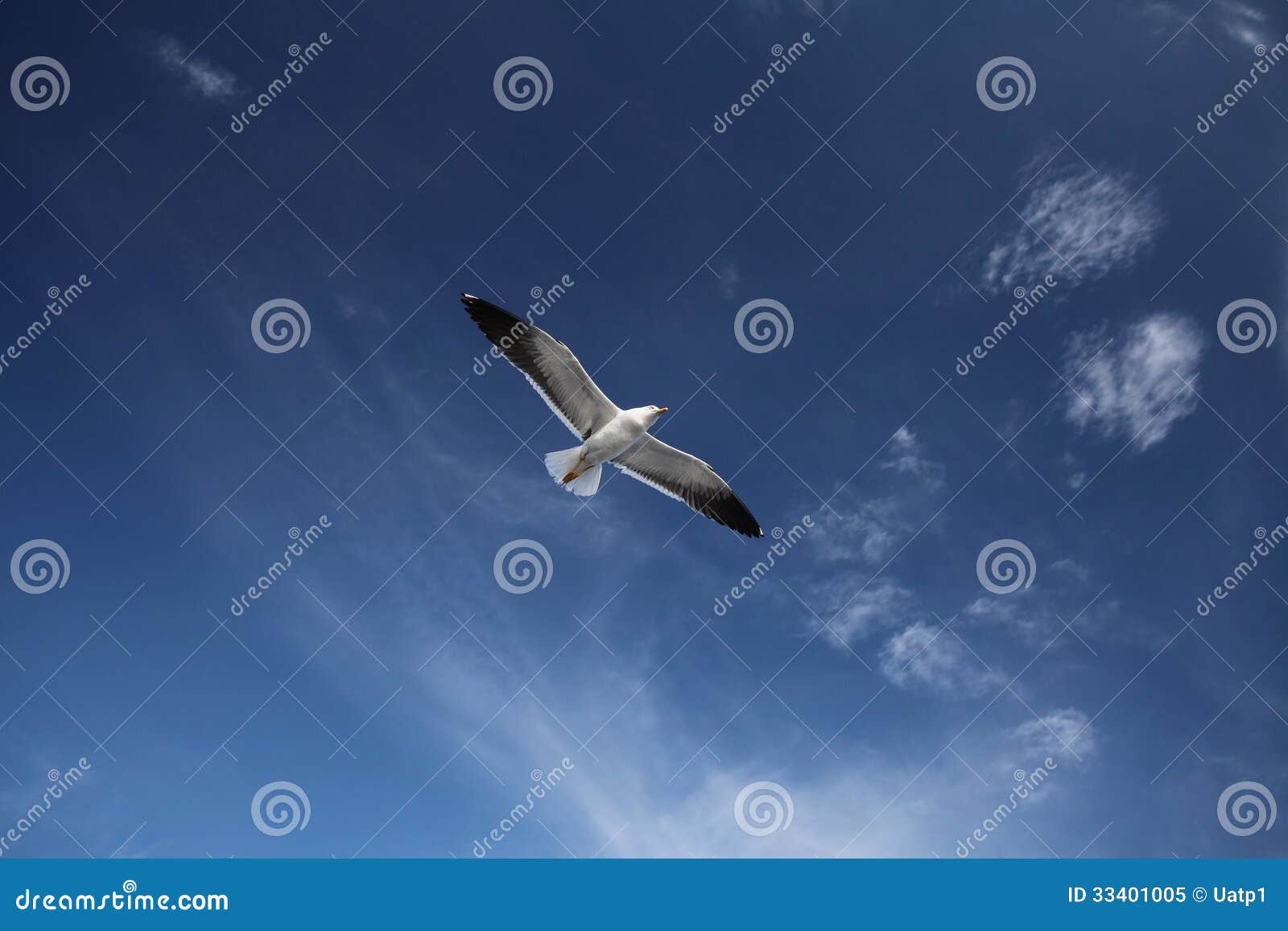Seagull stock image. Image of cloud, bird, seagulls, gull - 33401005