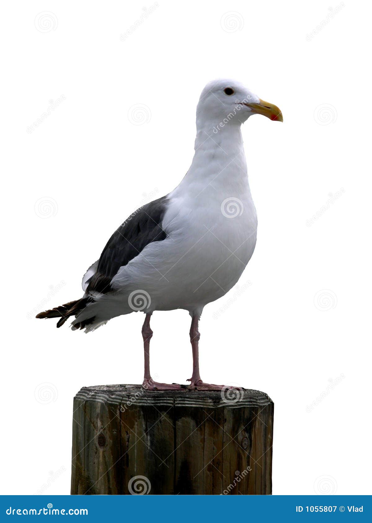 Seagull (isolated) stock image. Image of marine, beak - 1055807
