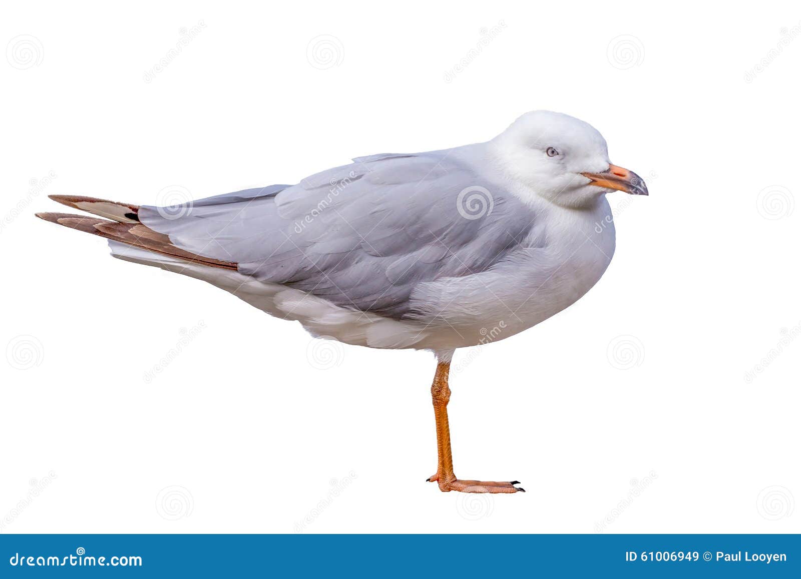 Seagull isolated stock image. Image of background, profile - 61006949