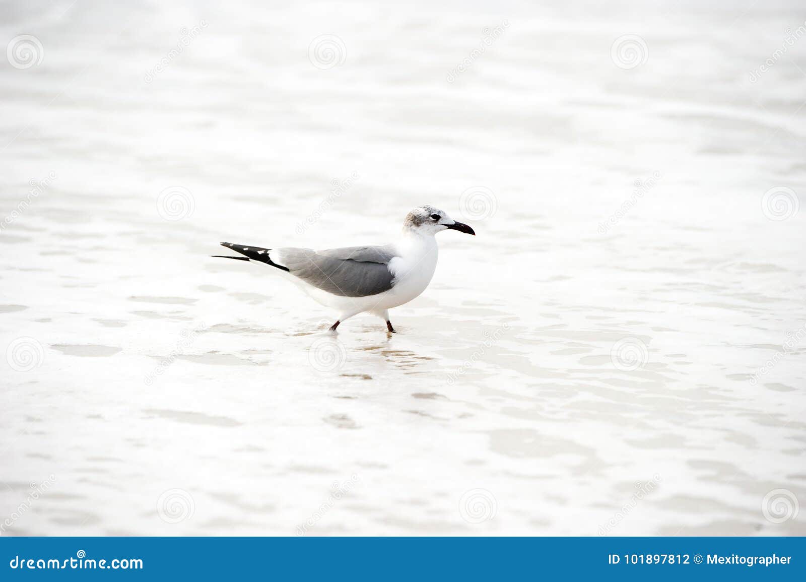 Seagull Isolated stock photo. Image of wildlife, landscape - 101897812