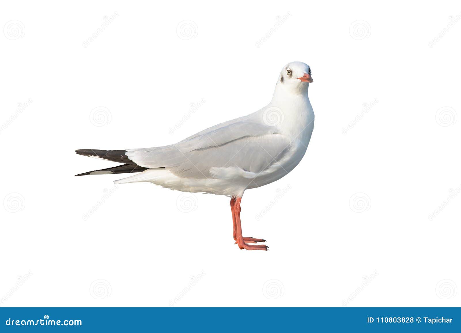 Seagull Isolated on White Background. Stock Photo - Image of beauty ...
