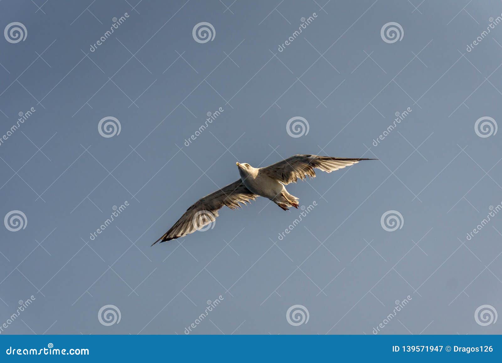 A Seagull with Its Wing Fully Spread Out in the Sky Stock Image - Image ...