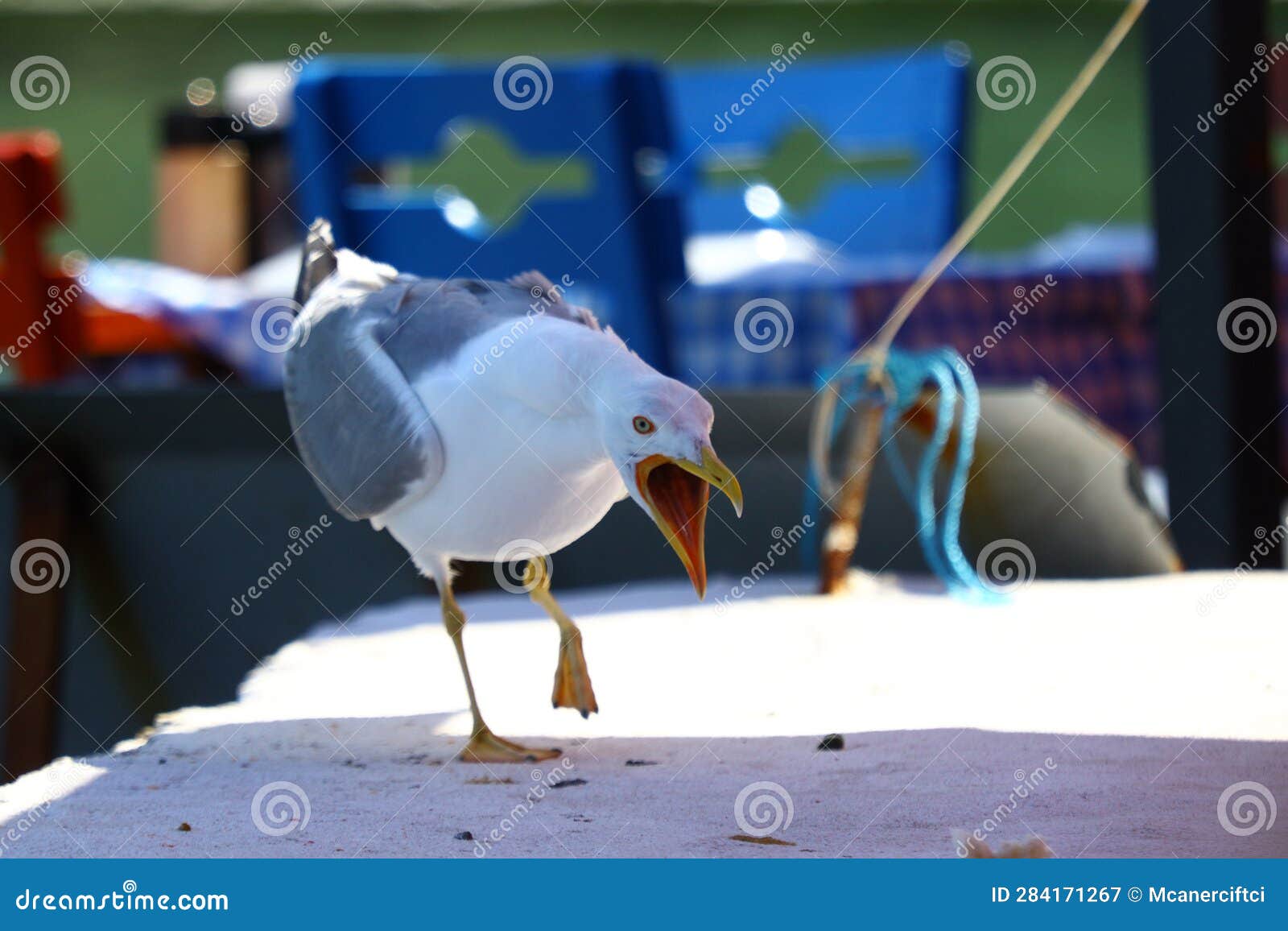 Seagull with Its Mouth Wide Open Stock Image - Image of yawning ...