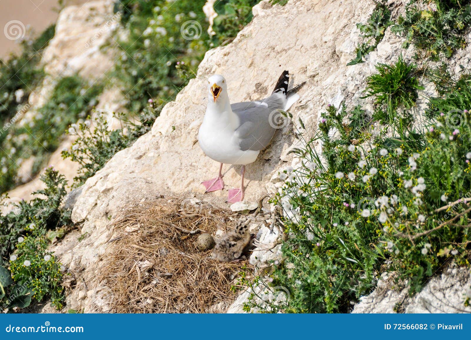 Seagull and its nest stock photo. Image of wildlife, young - 72566082 Seagull and its nest stock photo. Image of wildlife, young - 72566082