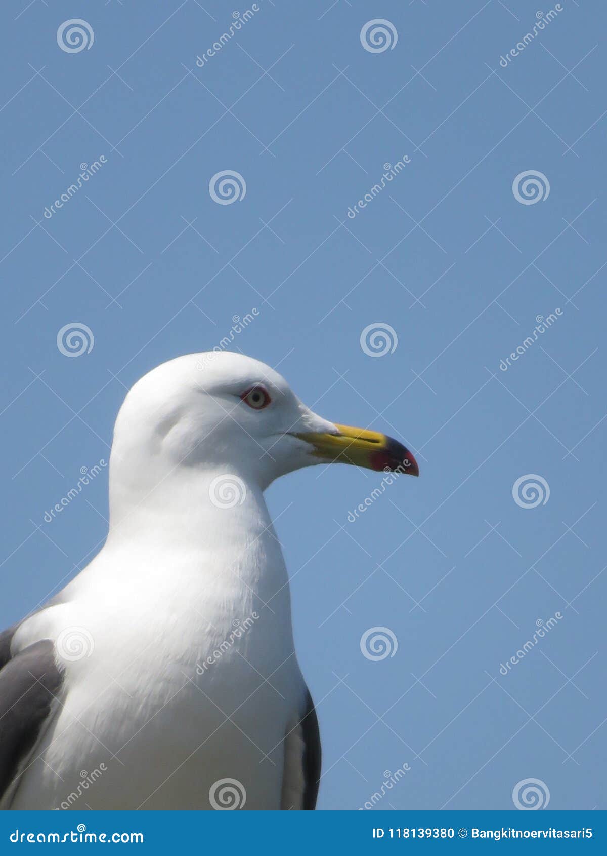 Seagull stock photo. Image of japan, kamome, bird, nature - 118139380