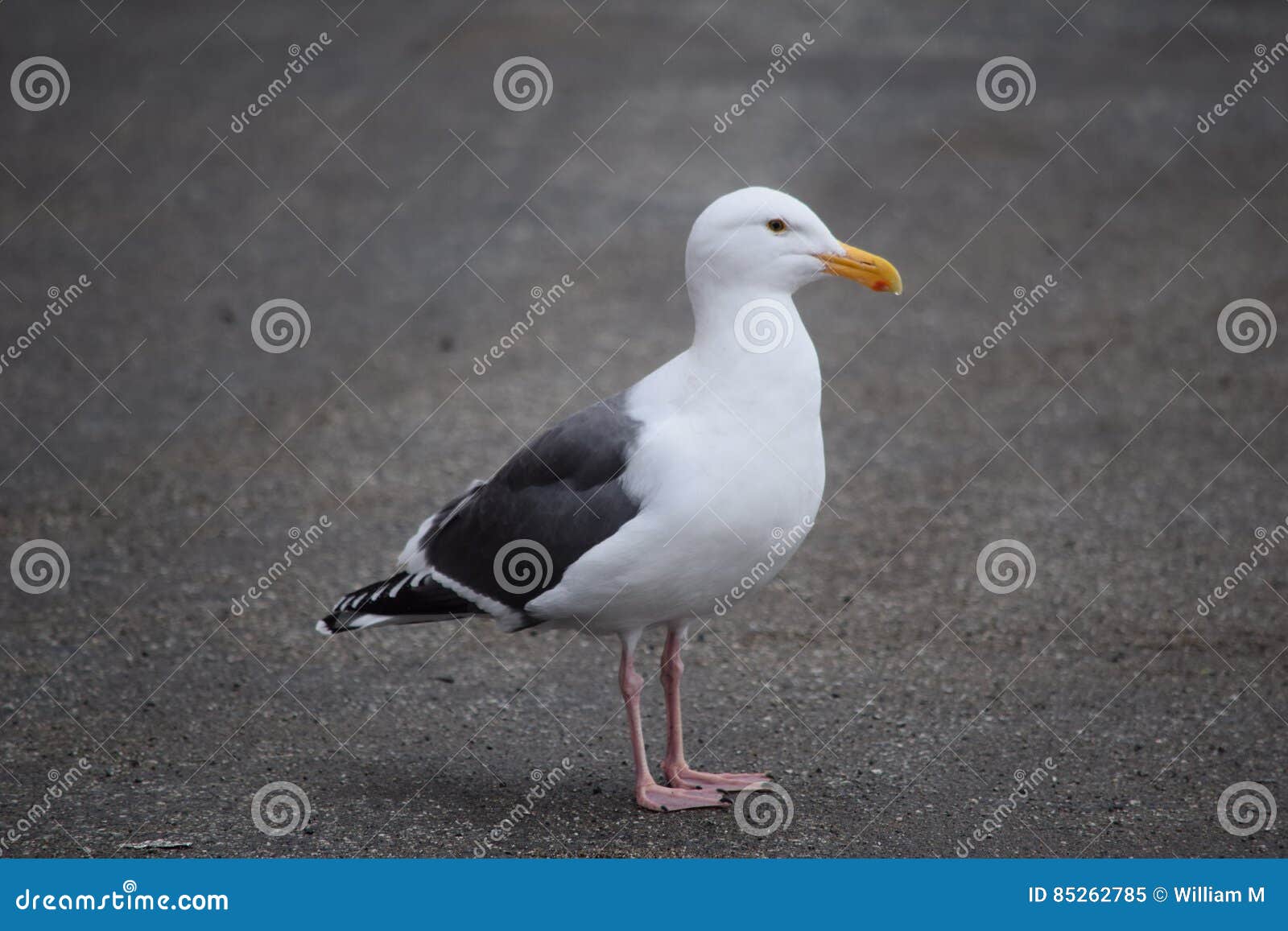Seagull stock image. Image of wildlife, peacefull, mood - 85262785