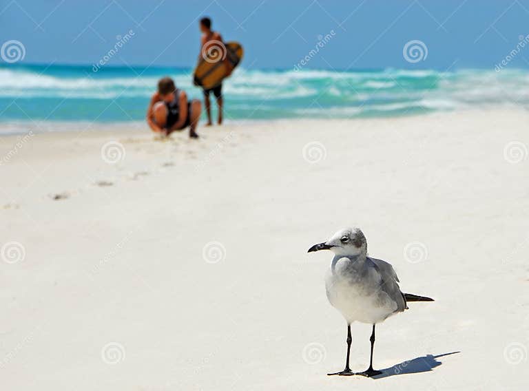 Seagull and Kids stock photo. Image of recreation, coast - 3995452