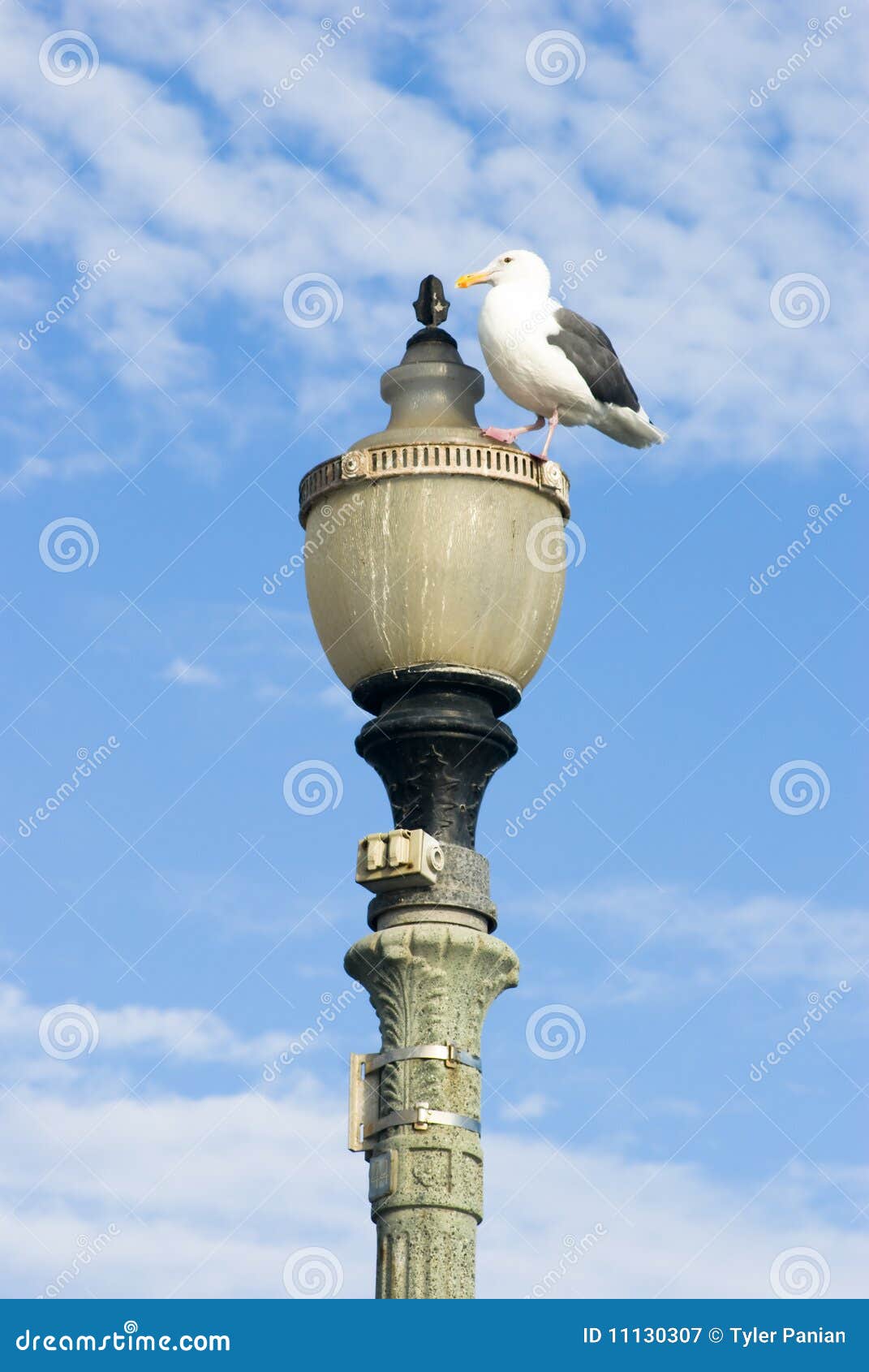 Seagull on a lamp stock image. Image of pacificus, wildlife - 11130307