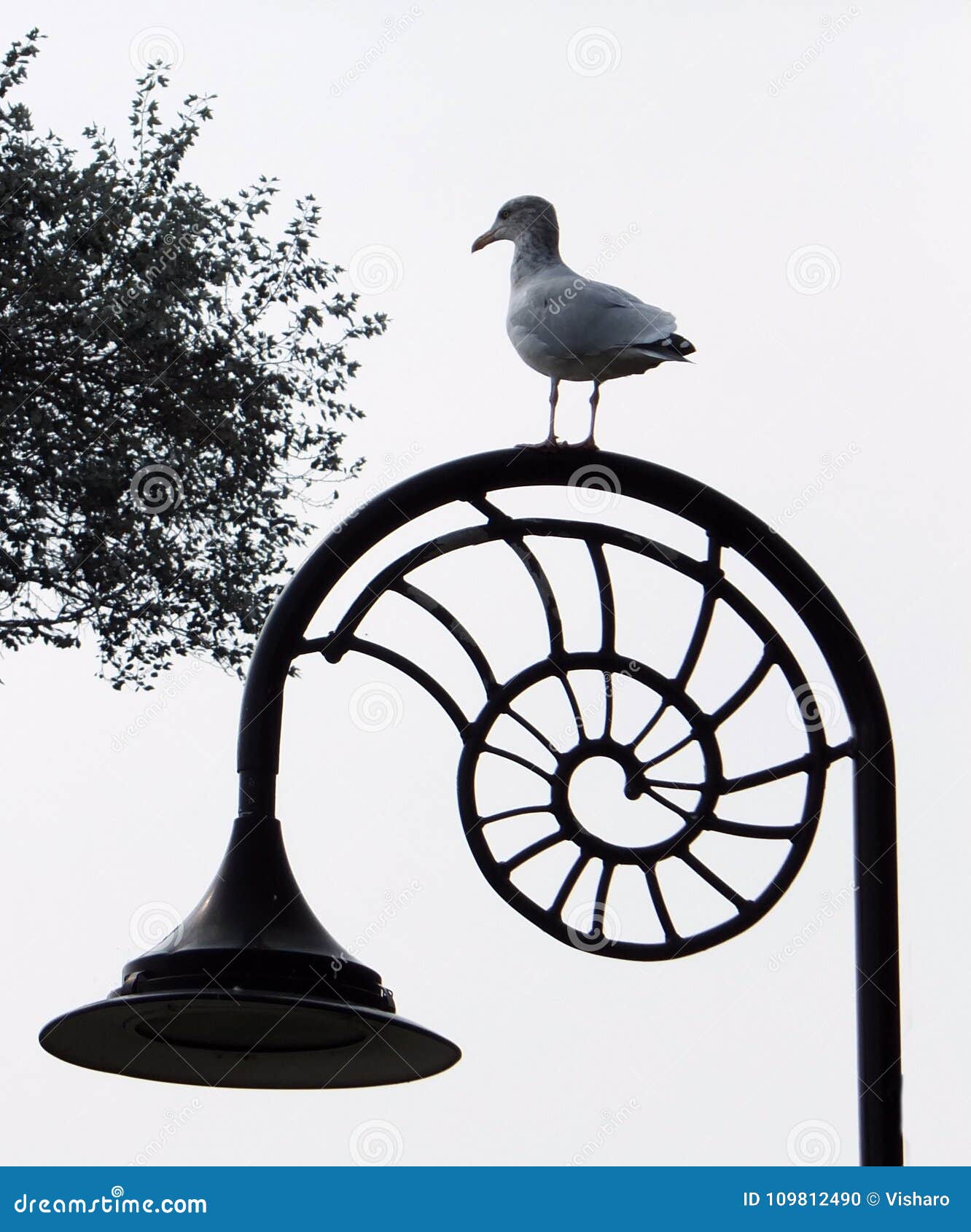 Seagull on a Lamp post stock photo. Image of gull, seagull - 109812490