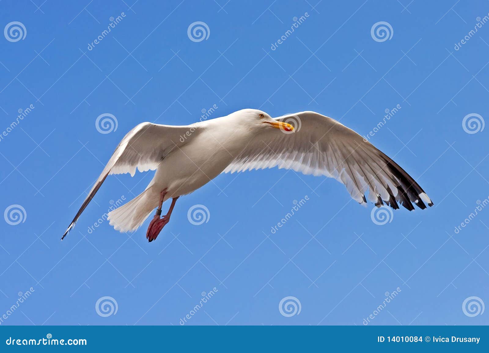 Seagull landing down stock photo. Image of laridae, bird - 14010084