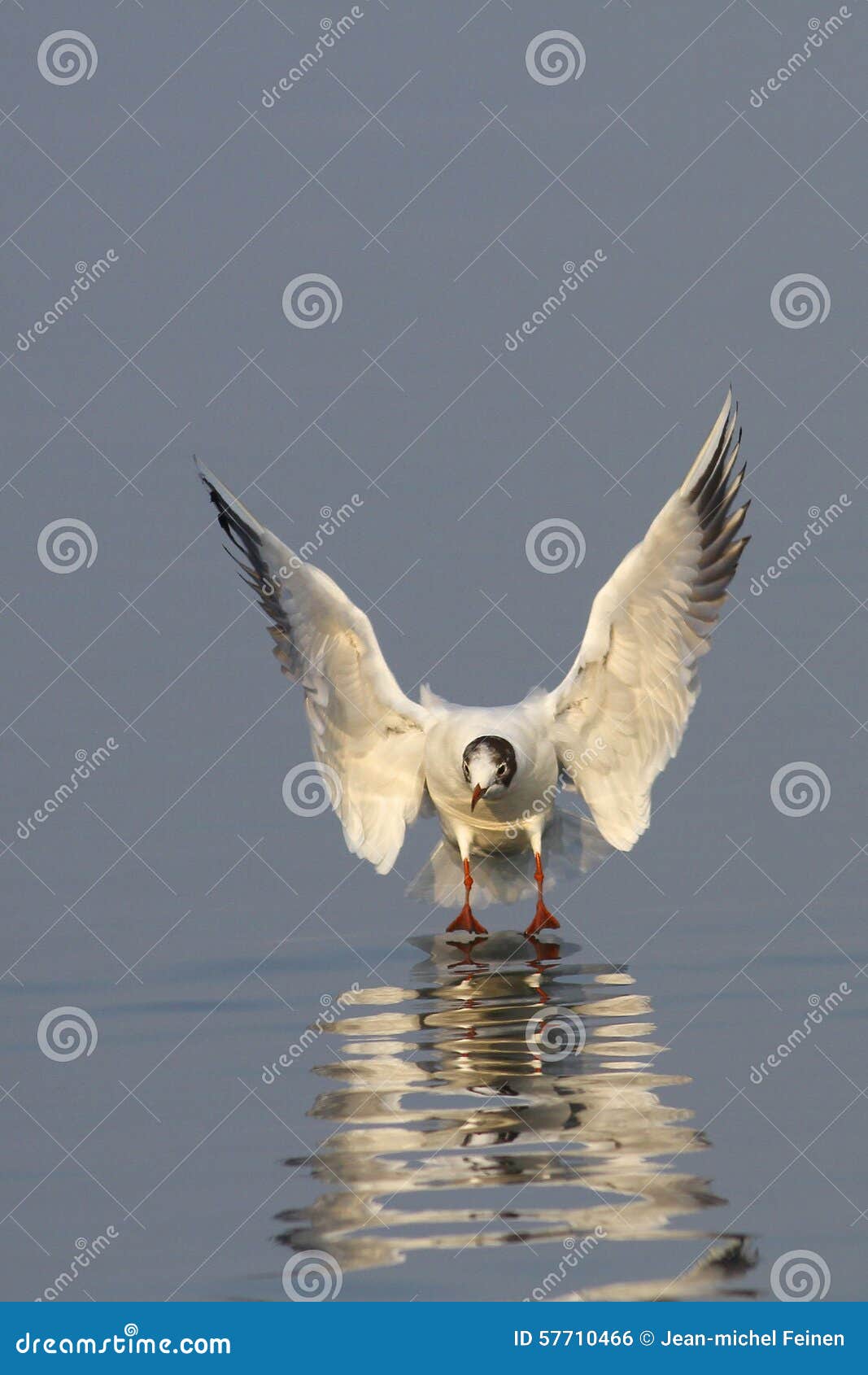 Seagull landing on water stock photo. Image of seagull - 57710466