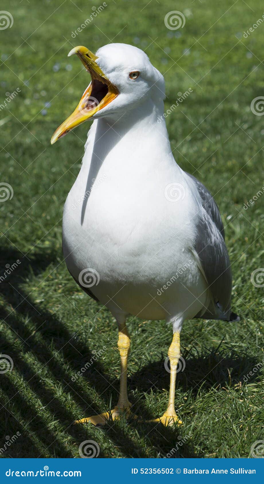 Seagull Laridae with Mouth Wide Open Stock Photo - Image of outside ...