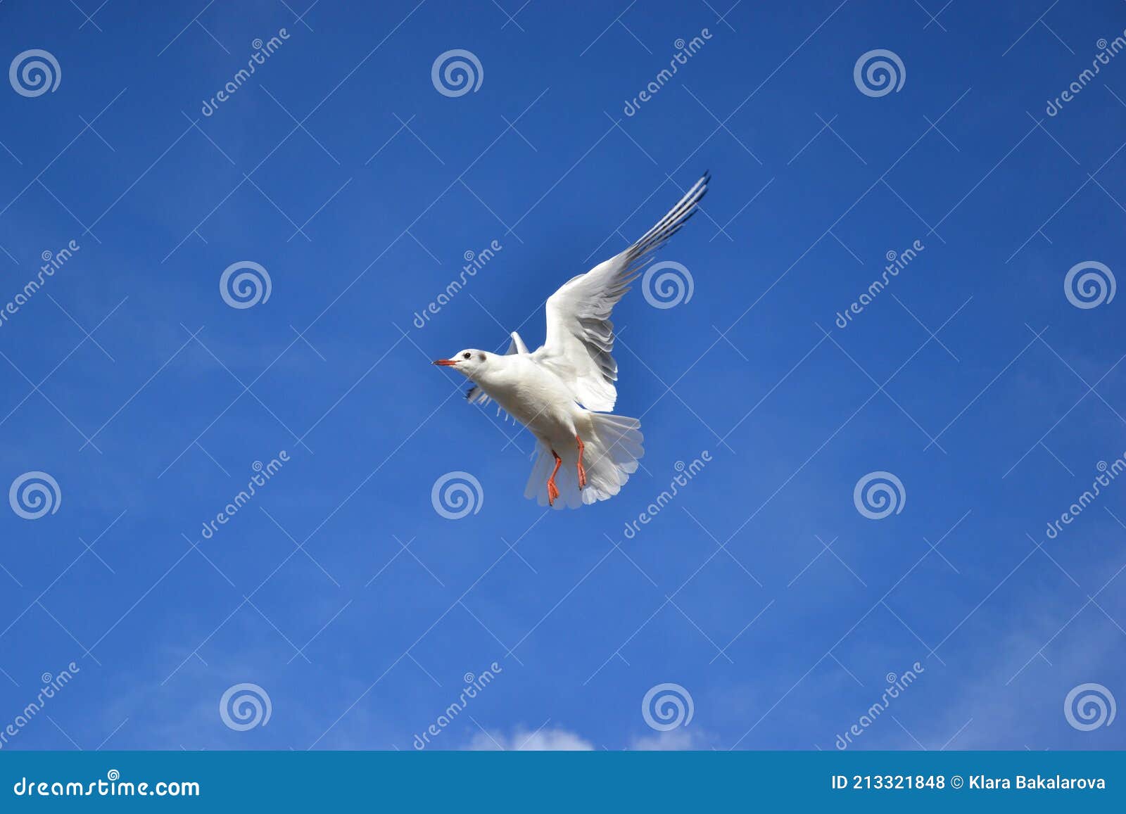 A Seagull Larus Argentatus. Close Up, Catching a Bite in Flight Stock ...