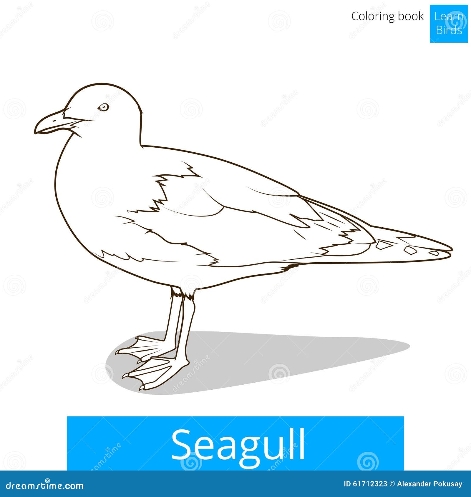 Seagull Coloring Page: Realistic Images For Kids Royalty-Free Cartoon ...