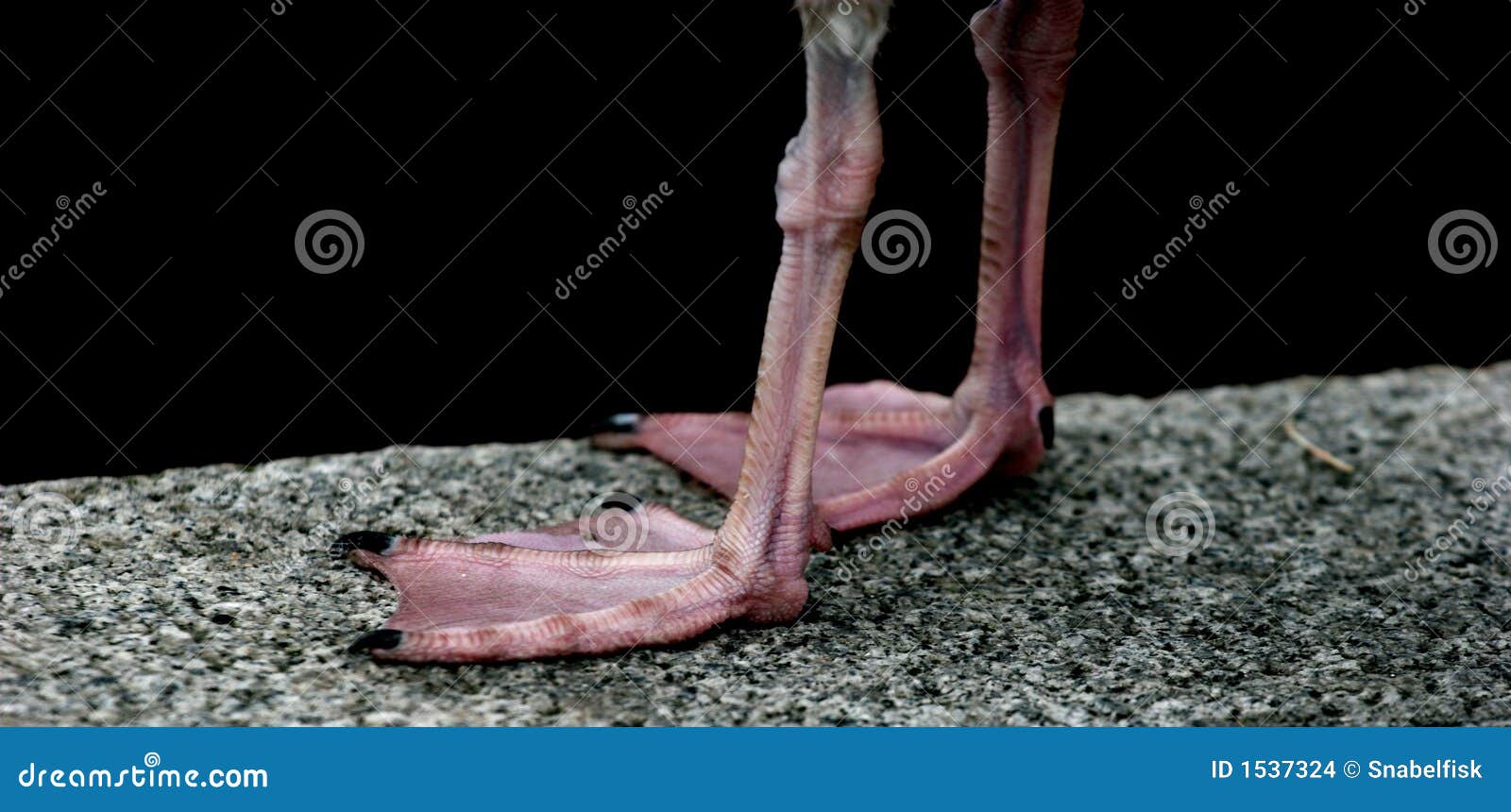 Seagull Legs stock photo. Image of seagull, coast, close - 1537324