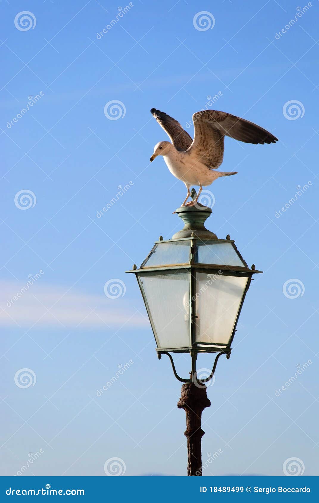 Seagull on the light stock image. Image of lamp, high - 18489499