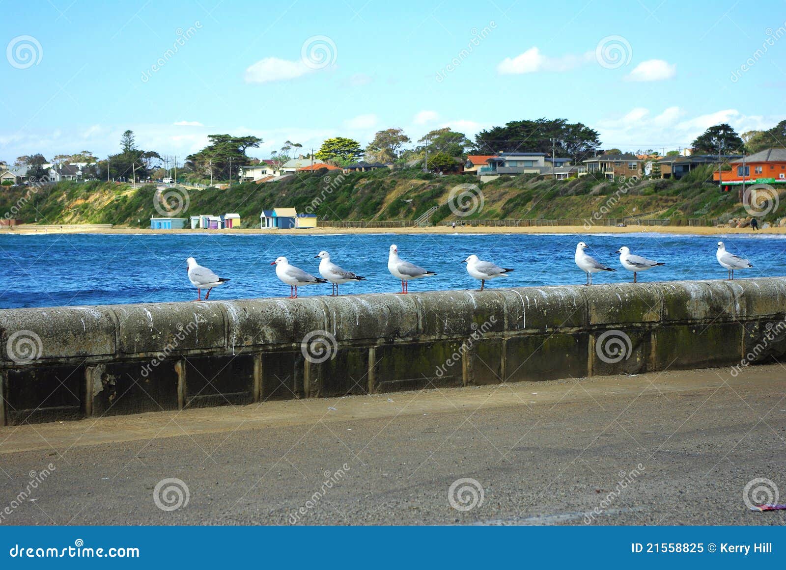 Seagull line up stock image. Image of homes, coastline - 21558825