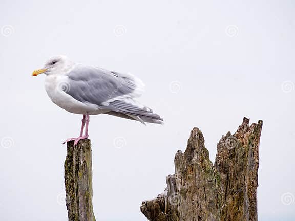 Seagull on a log stock photo. Image of marine, gull, northwest - 48825786