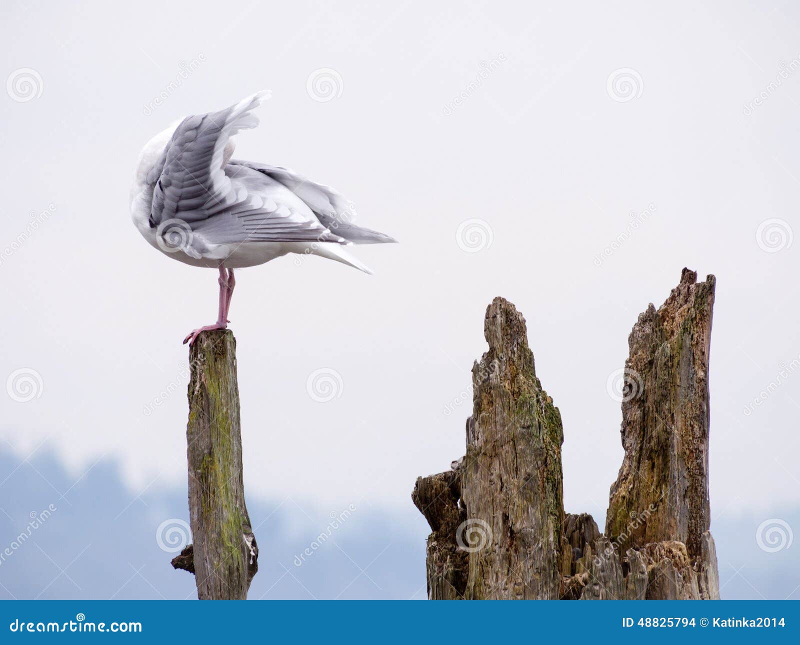 Seagull on a log stock photo. Image of hiding, seagull - 48825794