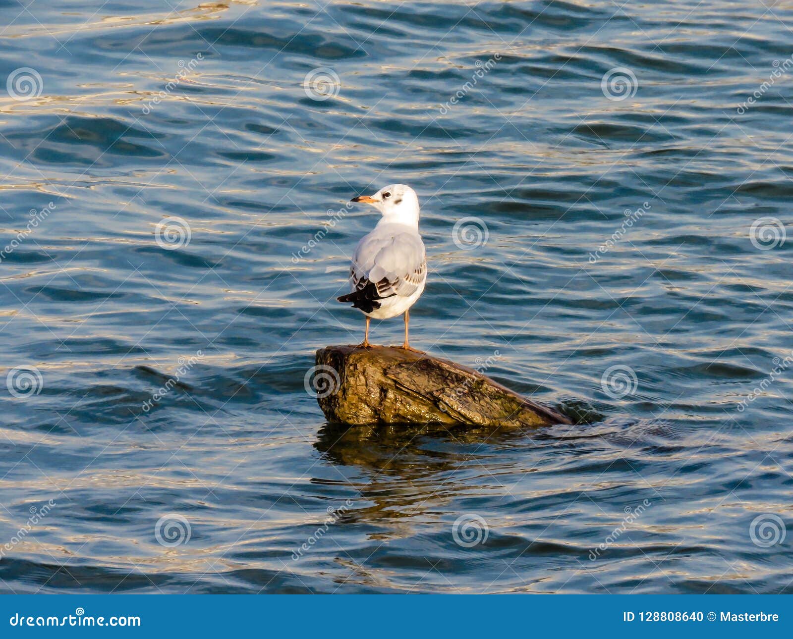 Seagull on the log stock photo. Image of wood, gull - 128808640