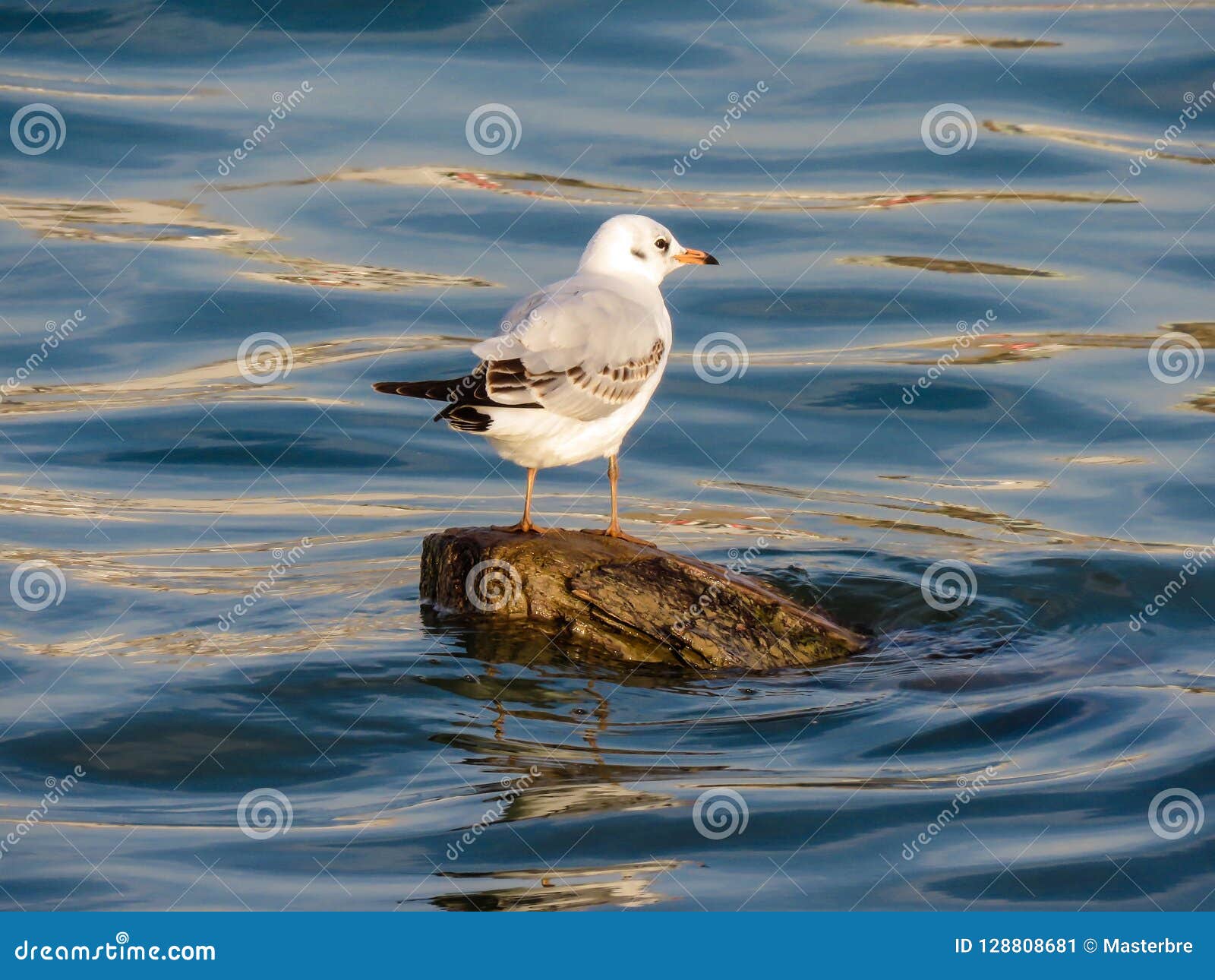 Seagull on the log stock image. Image of feather, river - 128808681