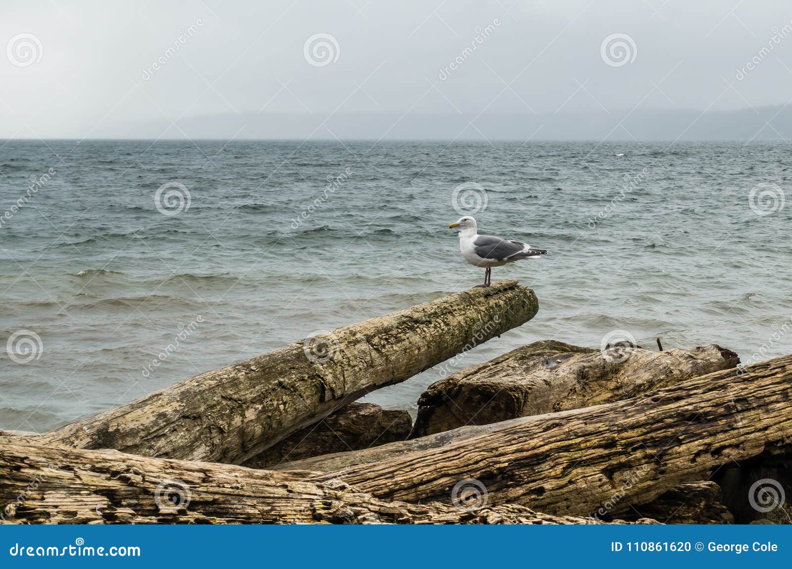 Seagull on Log stock photo. Image of washington, landscape - 110861620