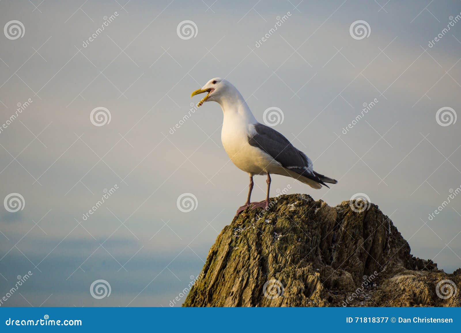Seagull on a log stock image. Image of beach, fowl, cloud - 71818377