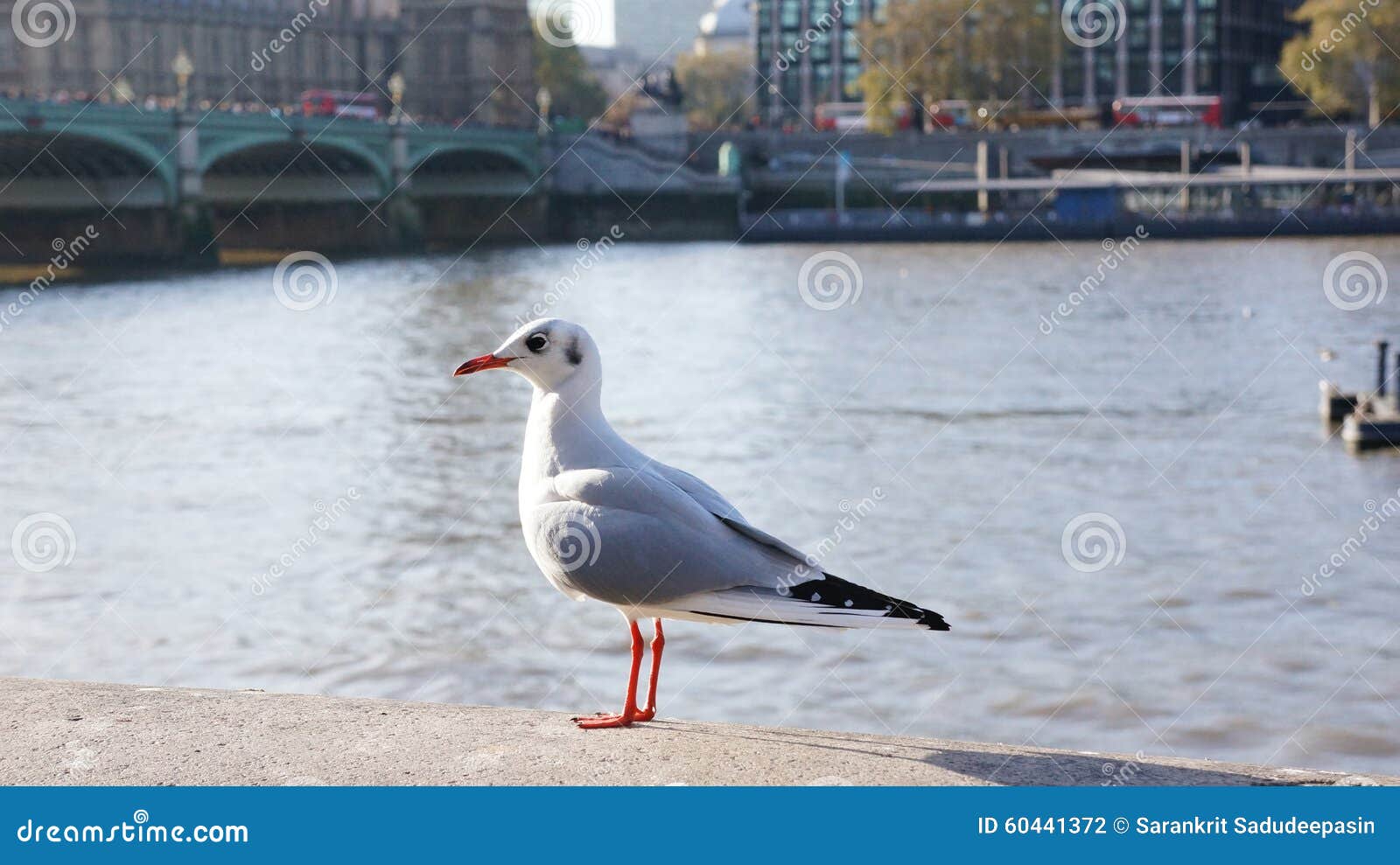Seagull stock photo. Image of thames, bird, londoneye - 60441372