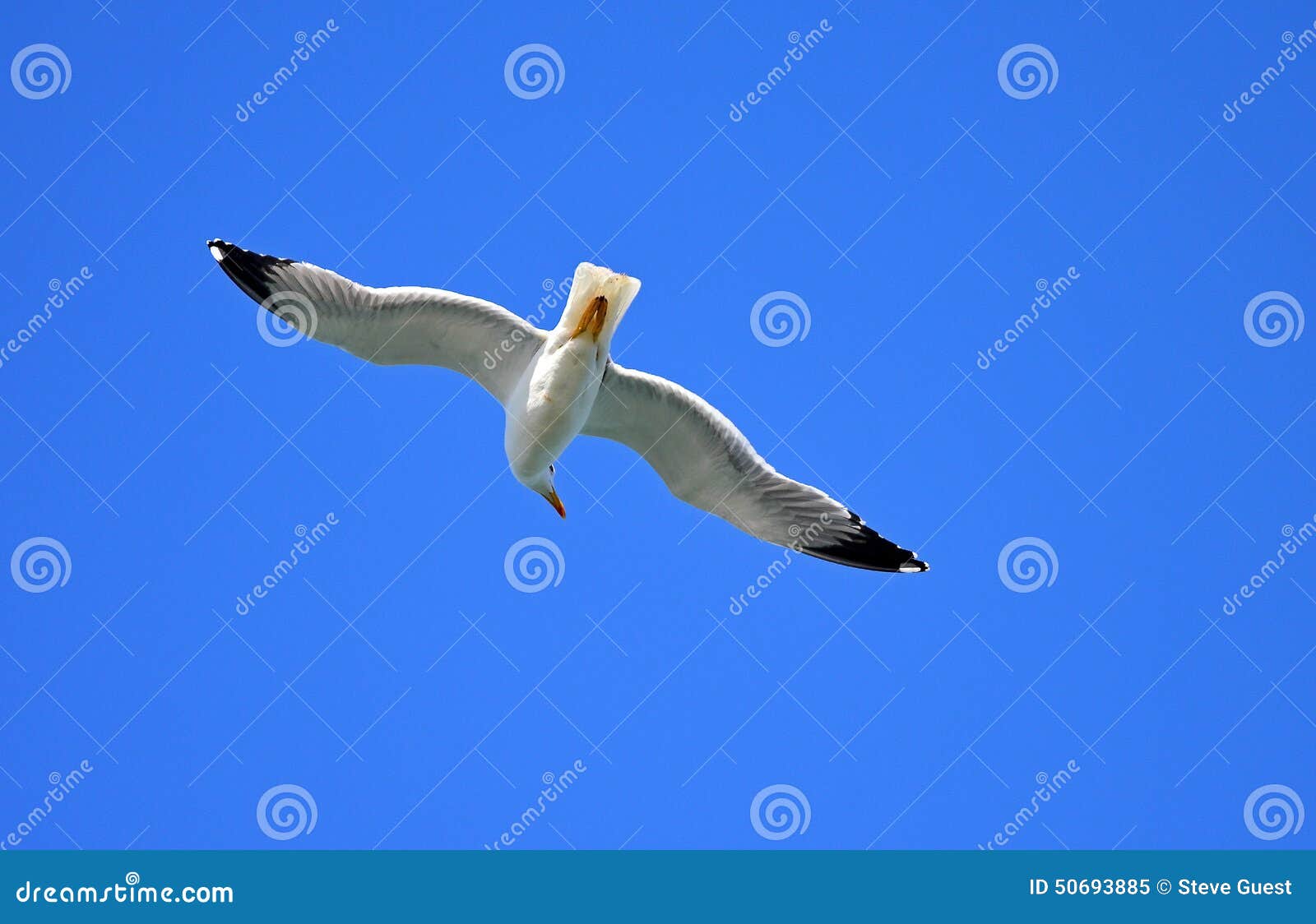 746 Seagull Back View Stock Photos - Free & Royalty-Free Stock Photos ...