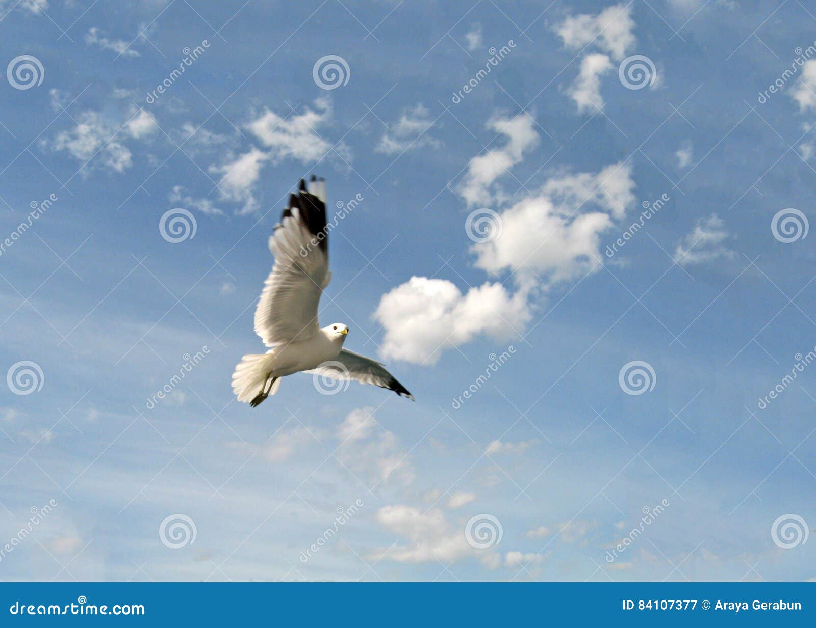 Seagull Looking Back while Flying Stock Image - Image of freedom, wild ...