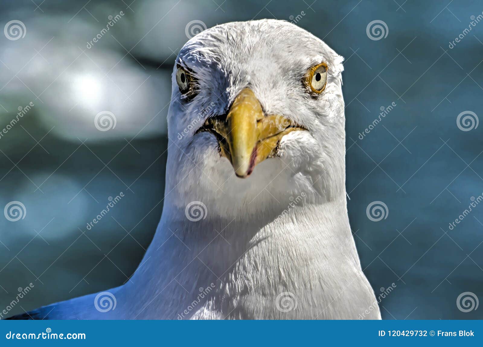Seagull looking at camera stock photo. Image of gull - 120429732