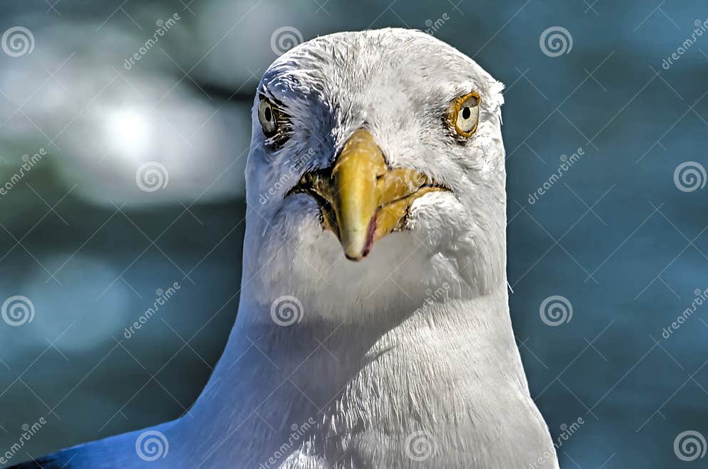 Seagull looking at camera stock photo. Image of gull - 120429732