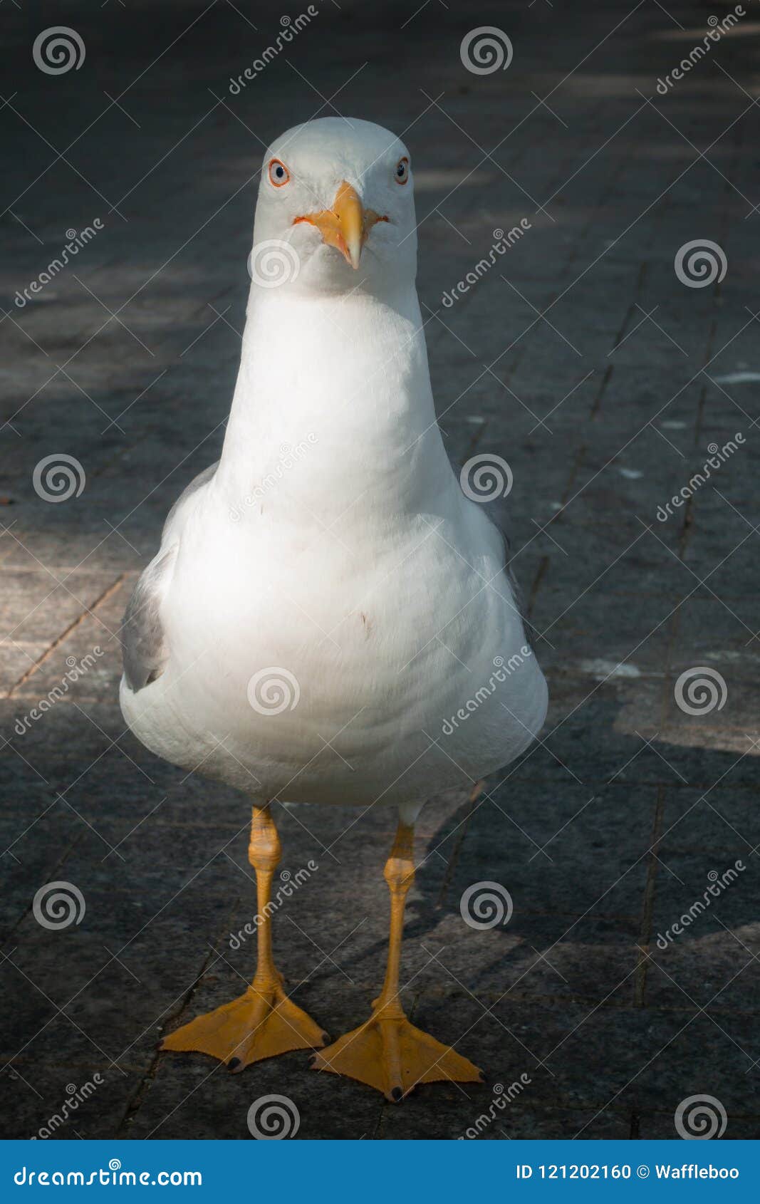 Seagull looking at camera stock photo. Image of white - 121202160