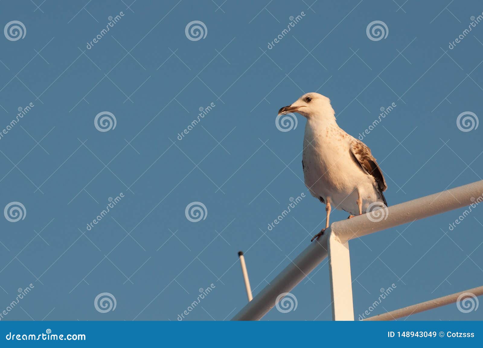 Seagull Looking at the Camera Stock Image - Image of beach, bird: 148943049