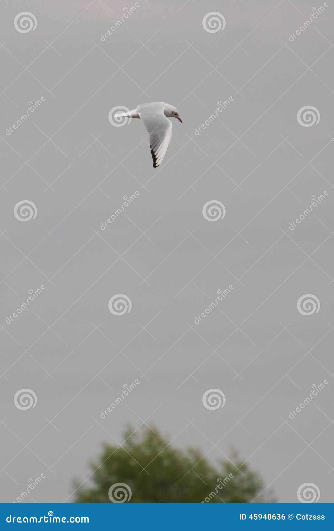 Seagull looking down stock photo. Image of black, bush - 45940636