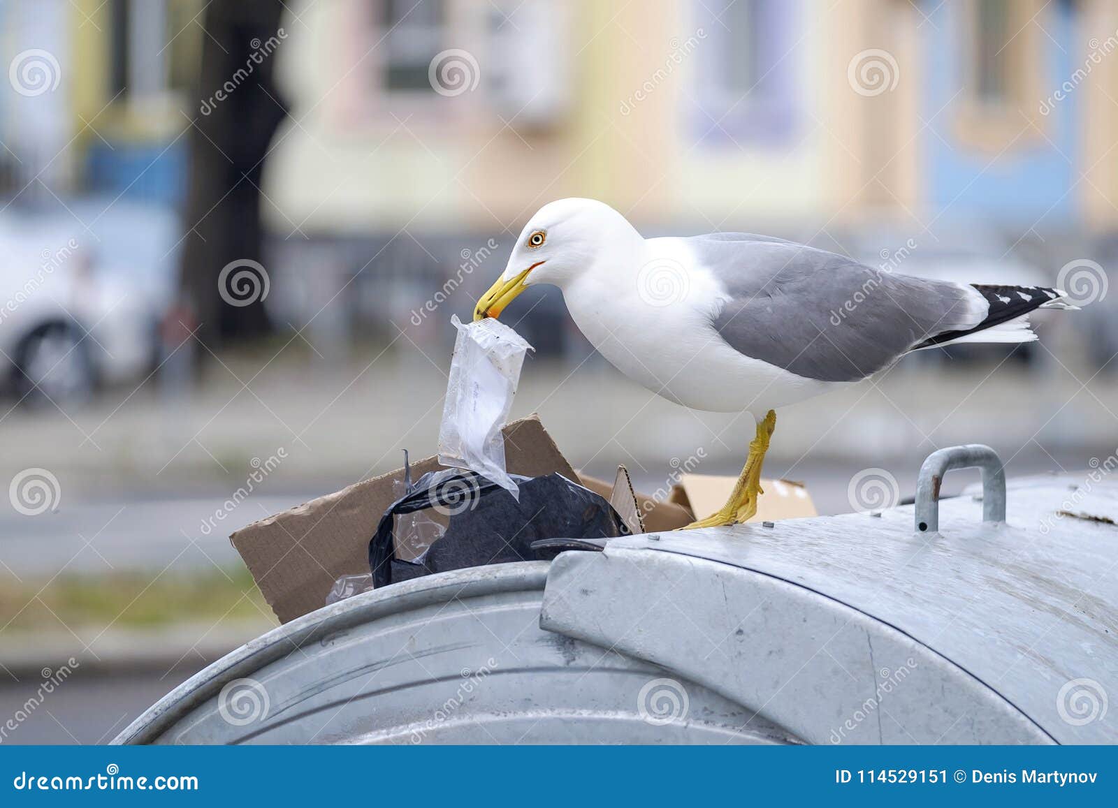 Seagull Looking for Food in the Garbage 1 Stock Image - Image of nature ...