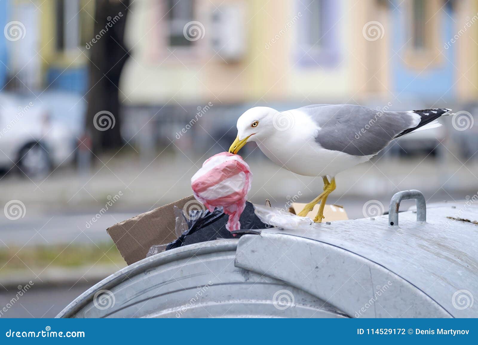 Seagull Looking for Food in the Garbage 2 Stock Photo - Image of nature ...