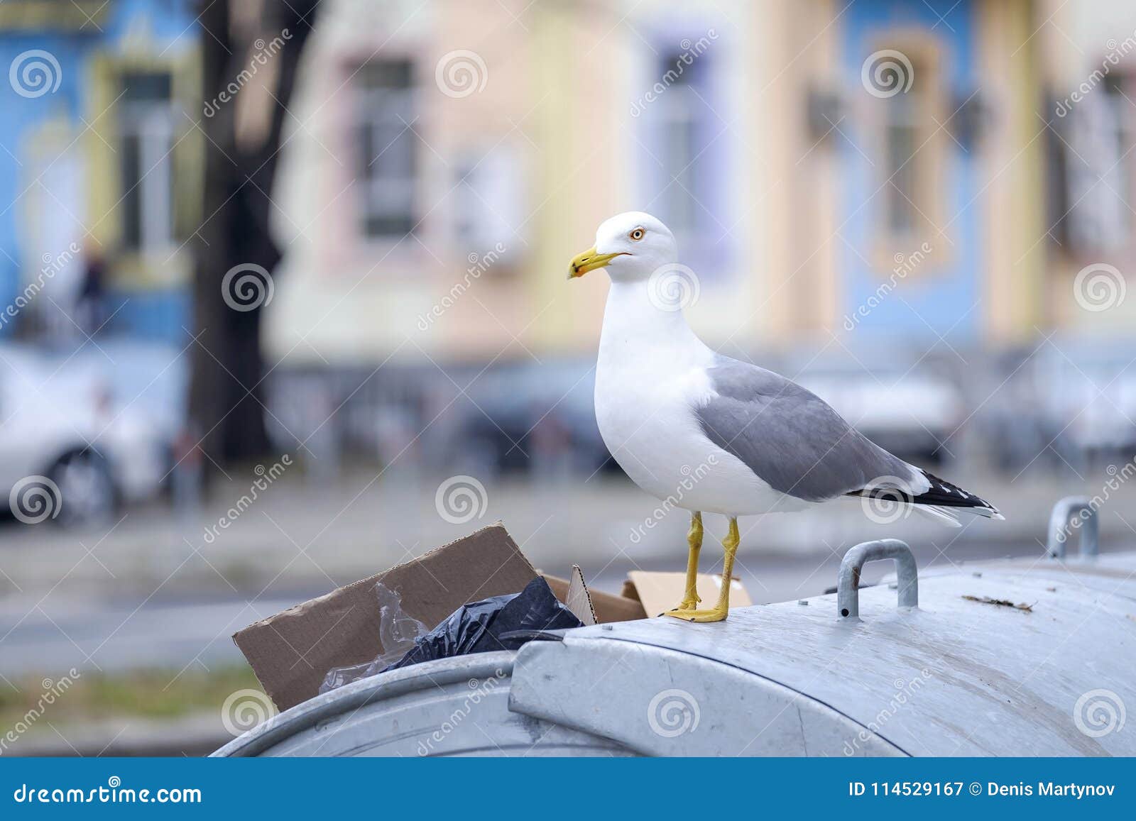 Seagull Looking for Food in the Garbage 3 Stock Image - Image of ...