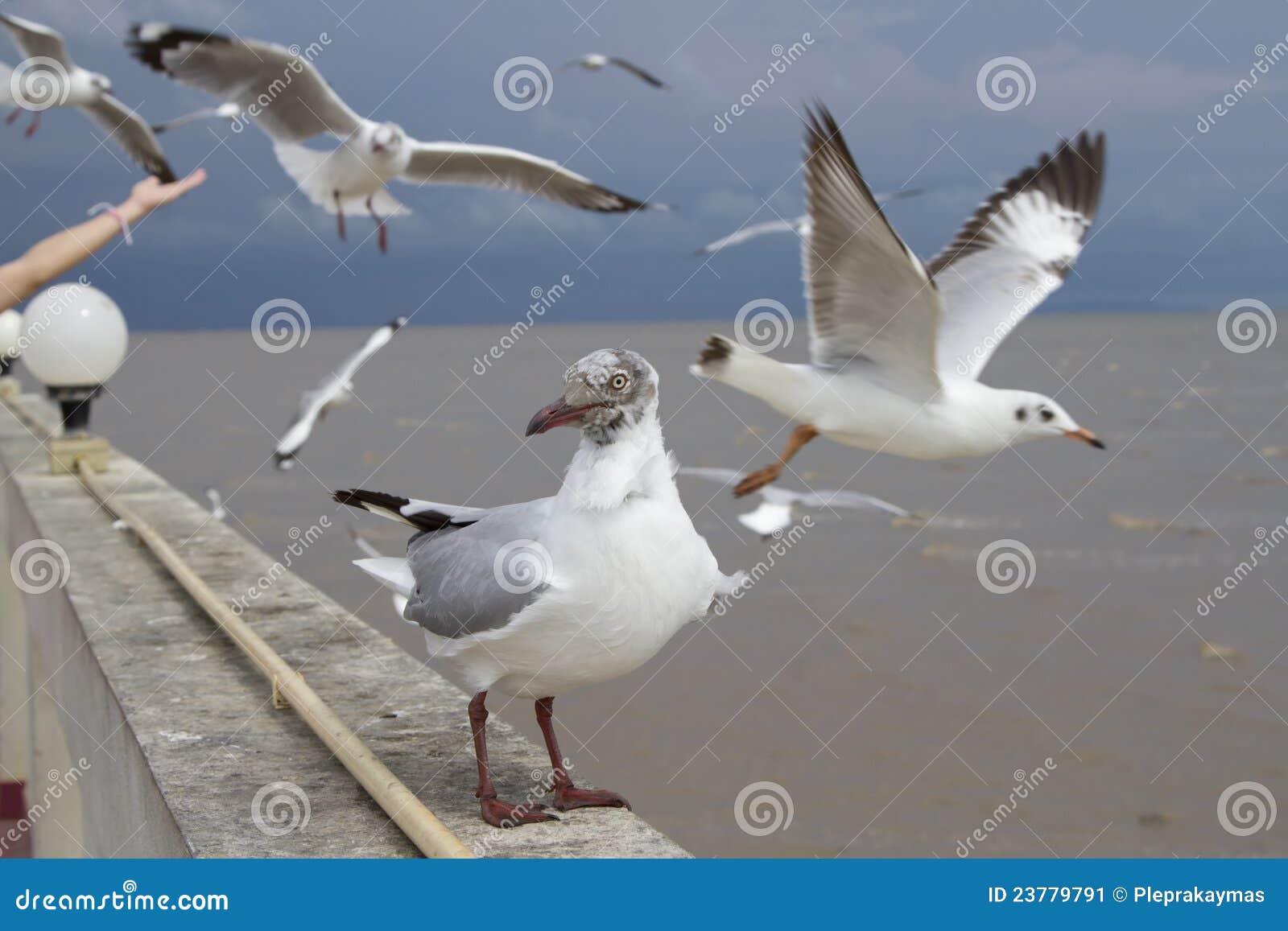 Seagull looking forward stock image. Image of bangpoo - 23779791