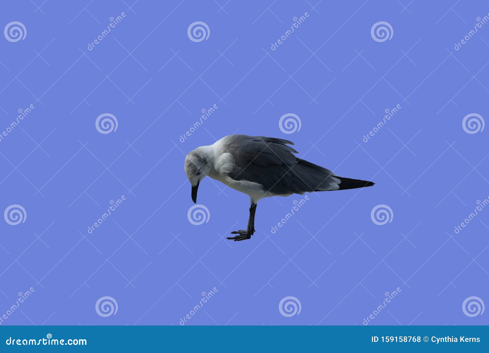 Sad Seagull Has Its Head Bowed Stock Photo - Image of birdwatching ...