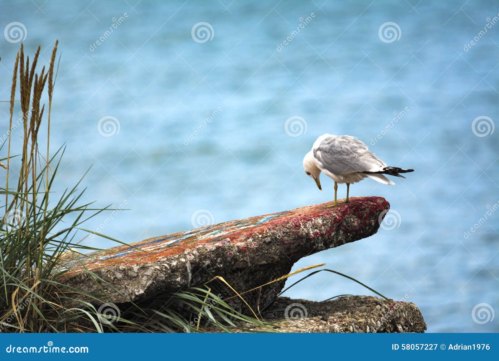 Seagull stock image. Image of horizon, summer, claws - 58057227