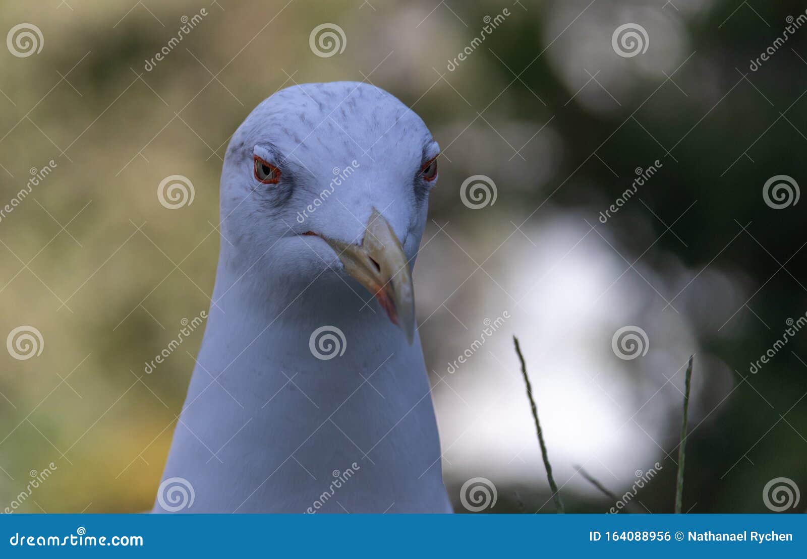 This Seagull Looks Angry because she Does Not Get Any Food Stock Photo ...