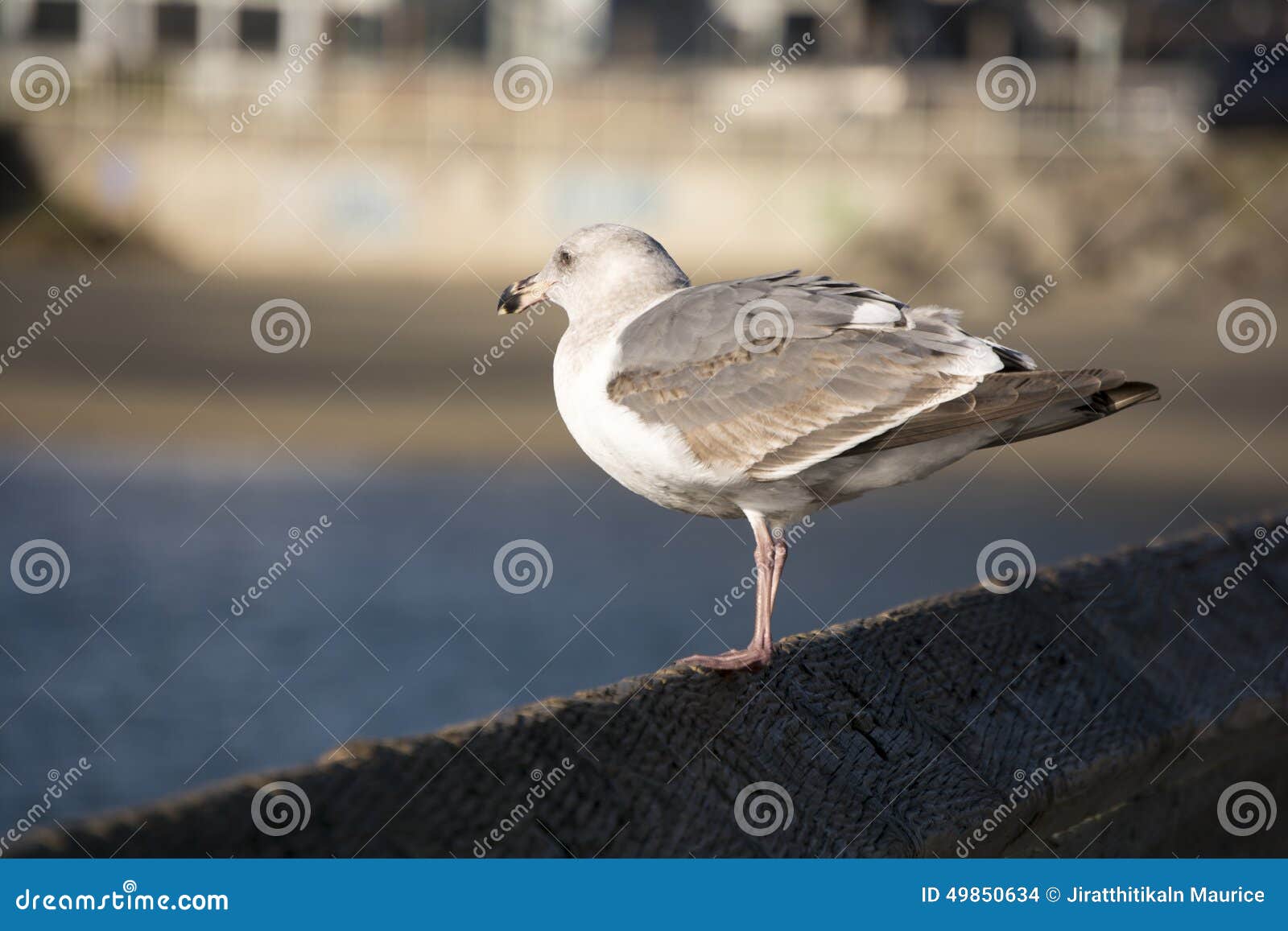 Seagull stock photo. Image of beach, feathers, wild, cute - 49850634