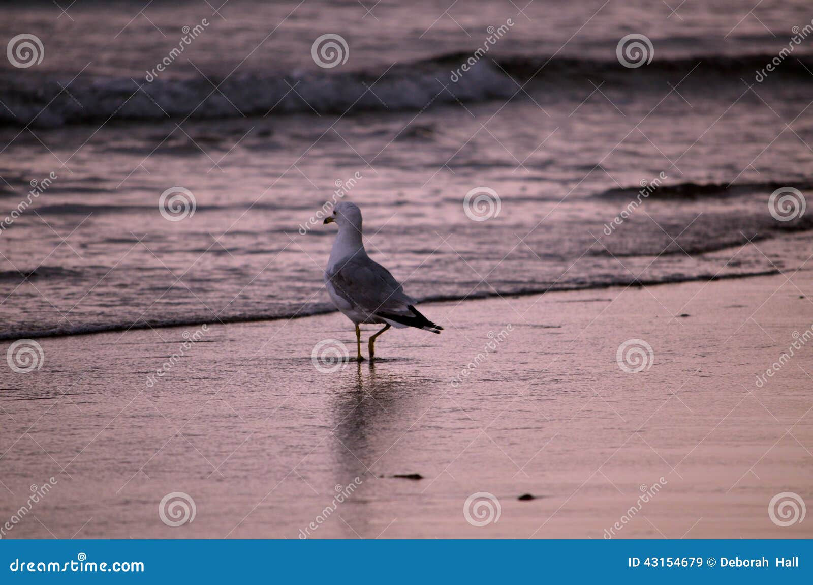 Seagull in the magic sea stock image. Image of domnosie - 43154679
