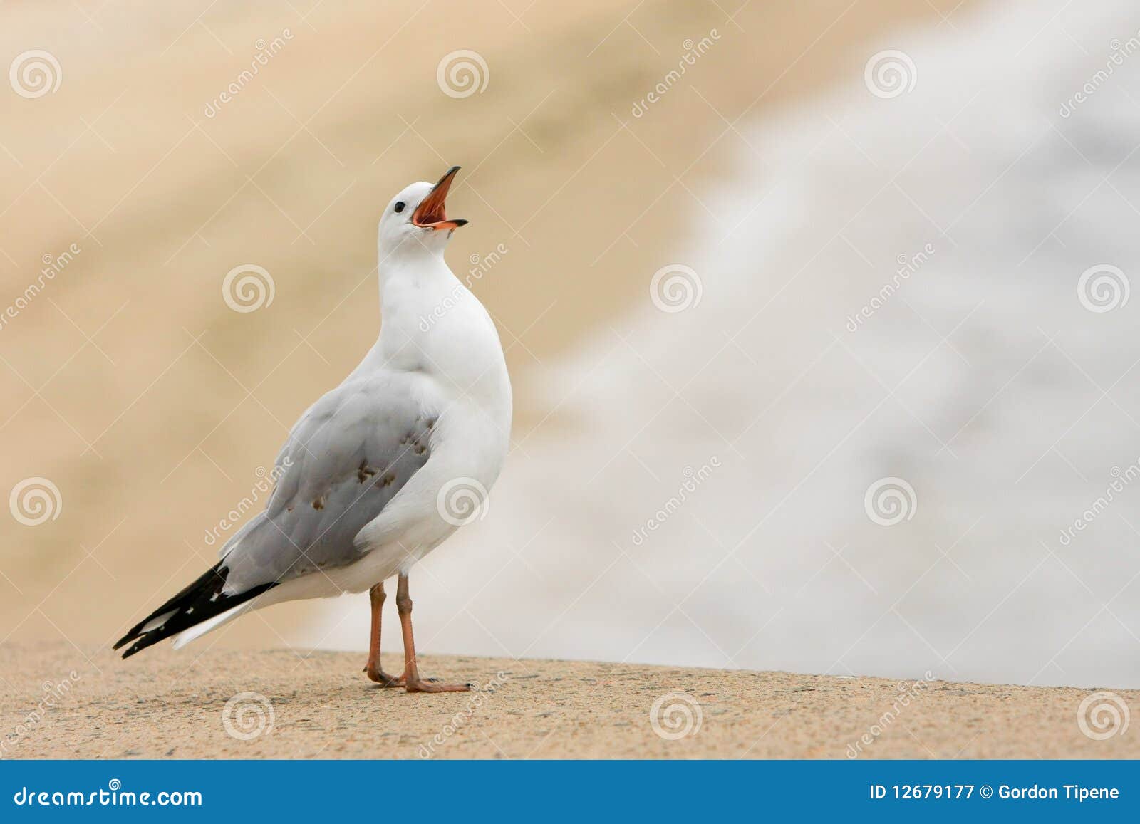 Seagull Making Loud Announcement at Beach. Stock Image - Image of shout ...