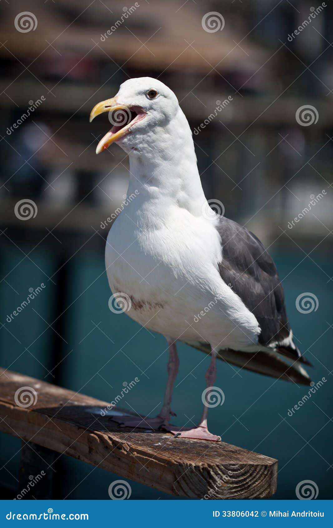 Seagull making noise stock photo. Image of open, california - 33806042
