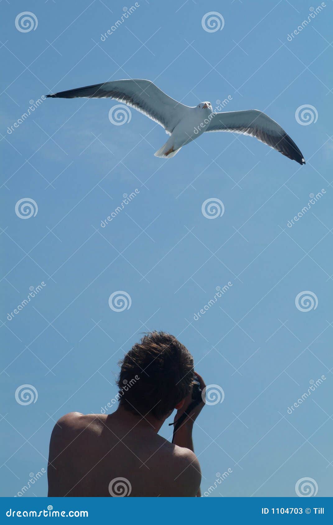 Seagull and man stock image. Image of high, seagull, freedom - 1104703