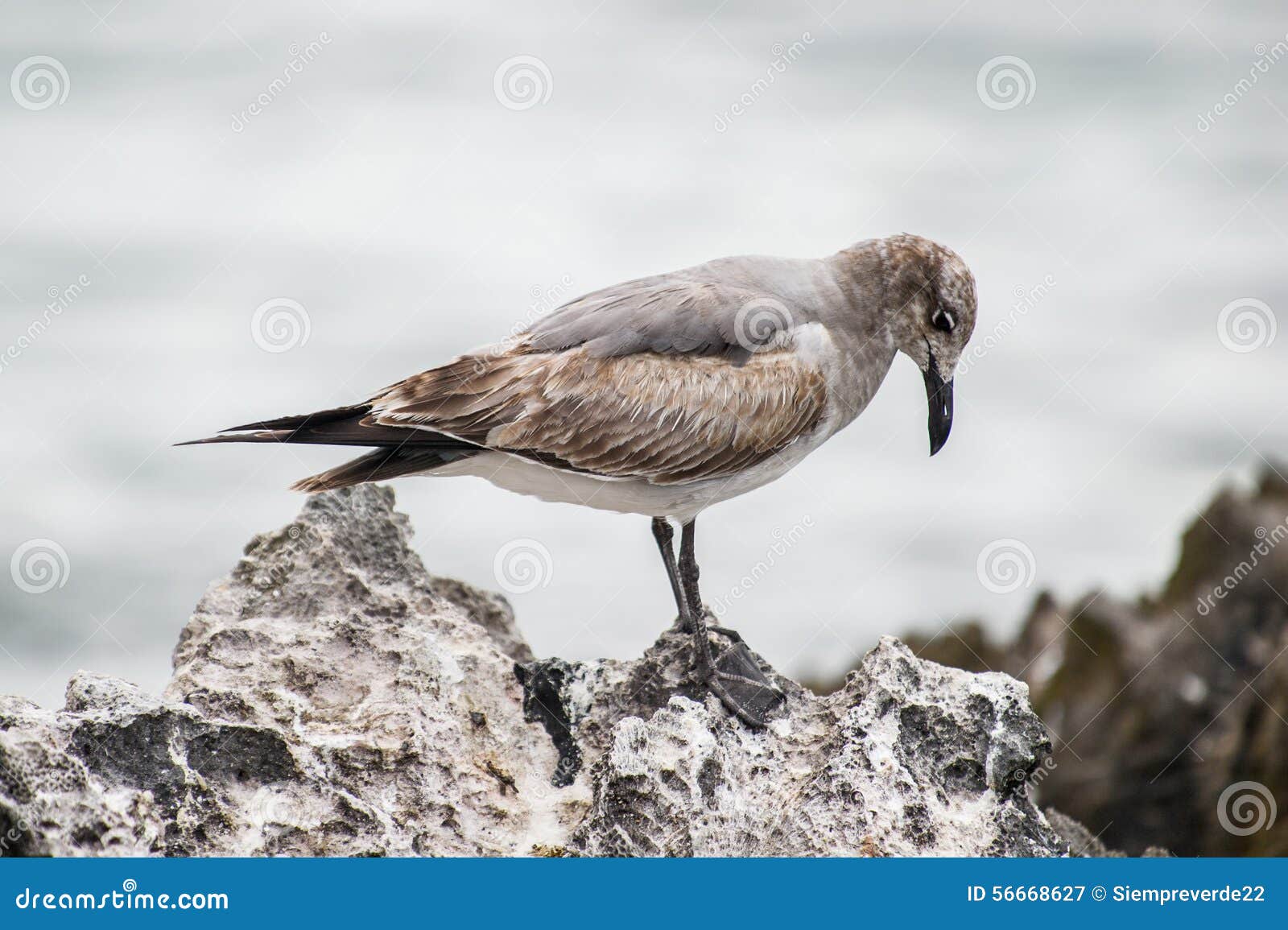 Seagull in Mexico stock image. Image of beak, bird, brown - 56668627