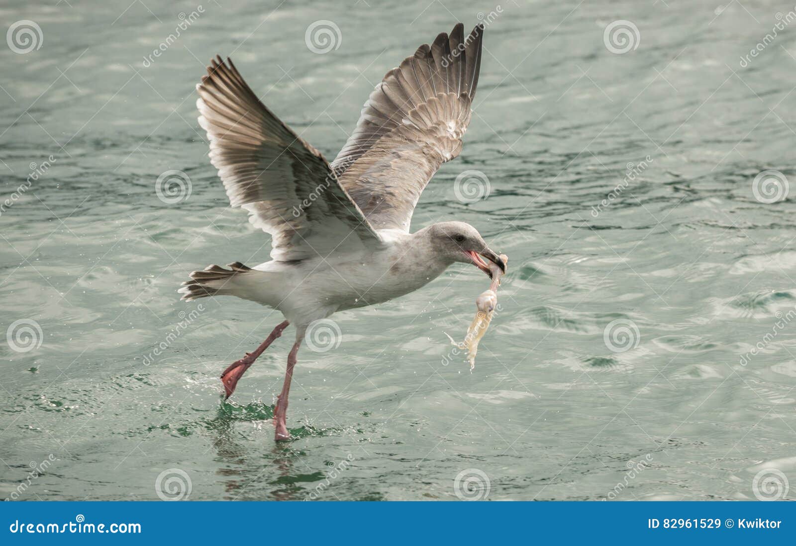 Seagull Mid Flight Holding Chicken Wing Stock Image - Image of shore ...