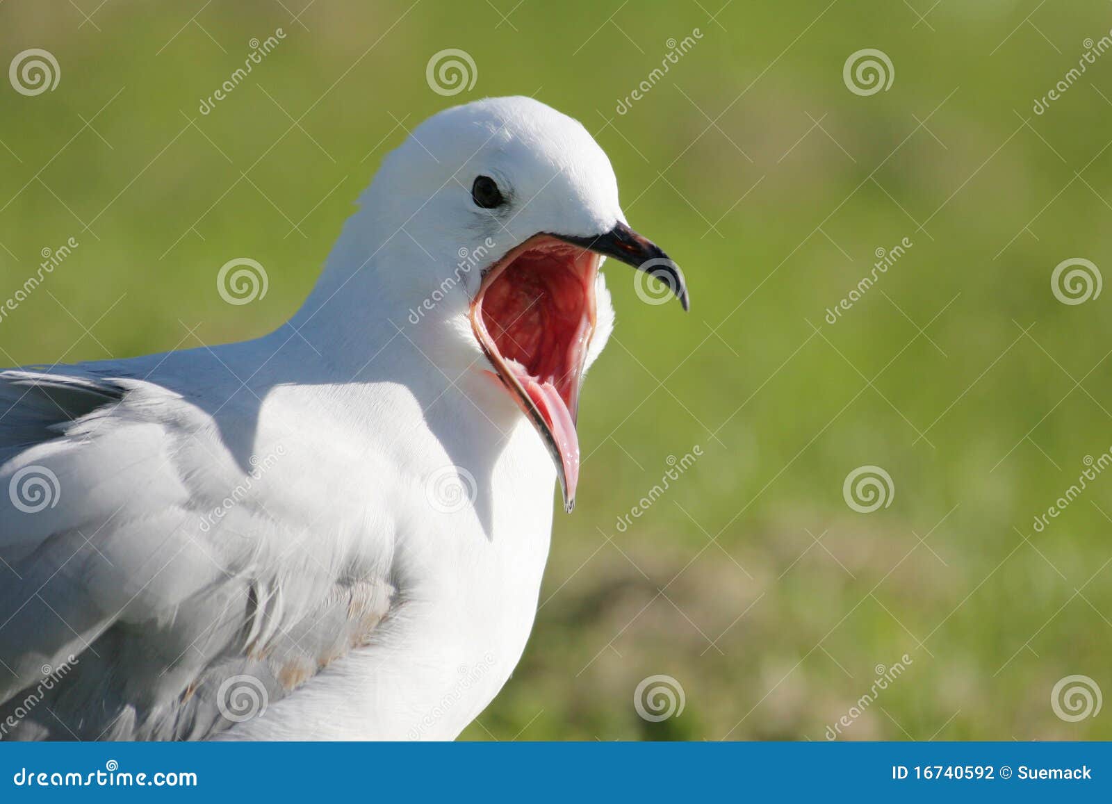 Seagull with mouth open stock photo. Image of bird, gull - 16740592